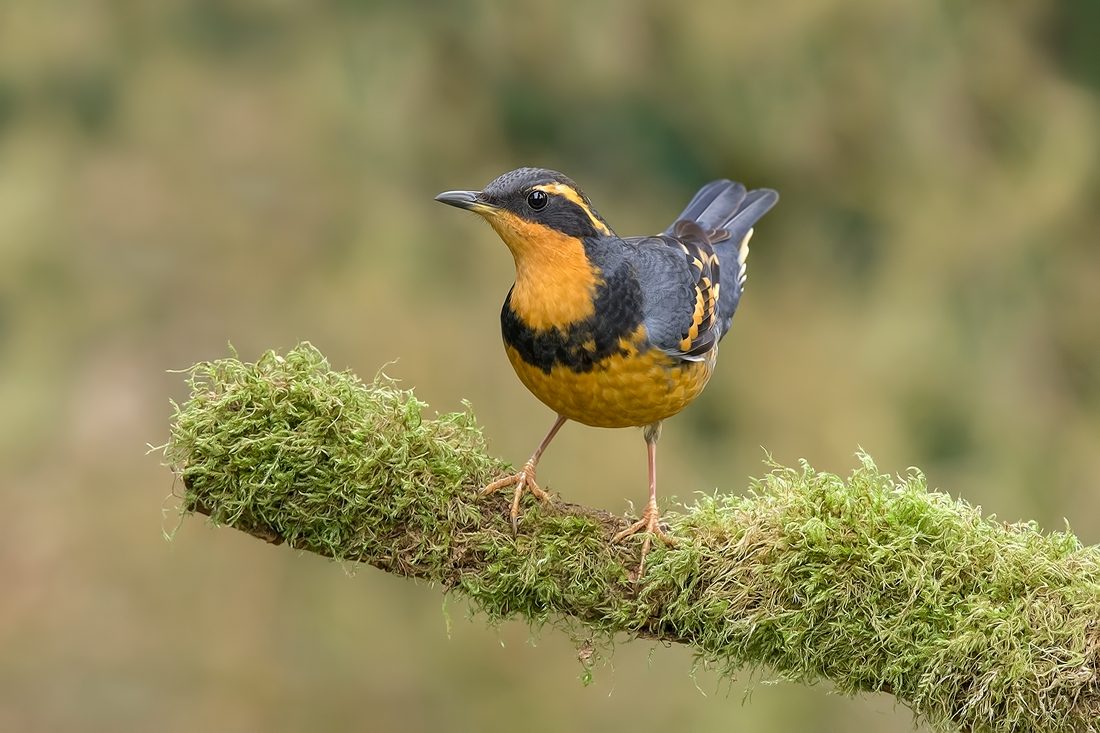 # Bird Watching in Atlas Day Trip | Birds of Morocco | Morocco Birding ...